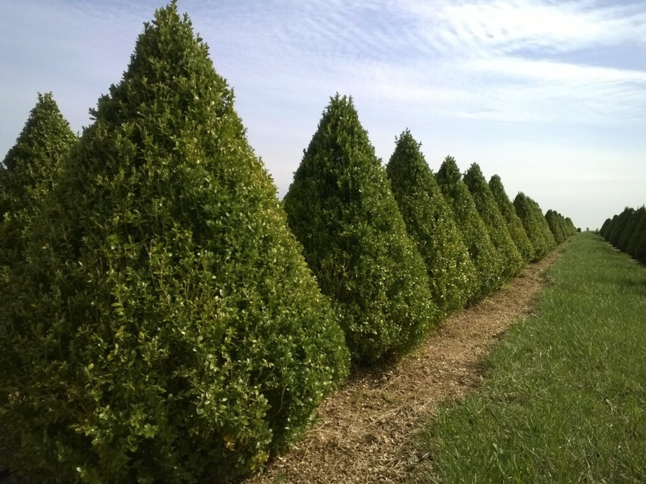 Buxus green mountain store